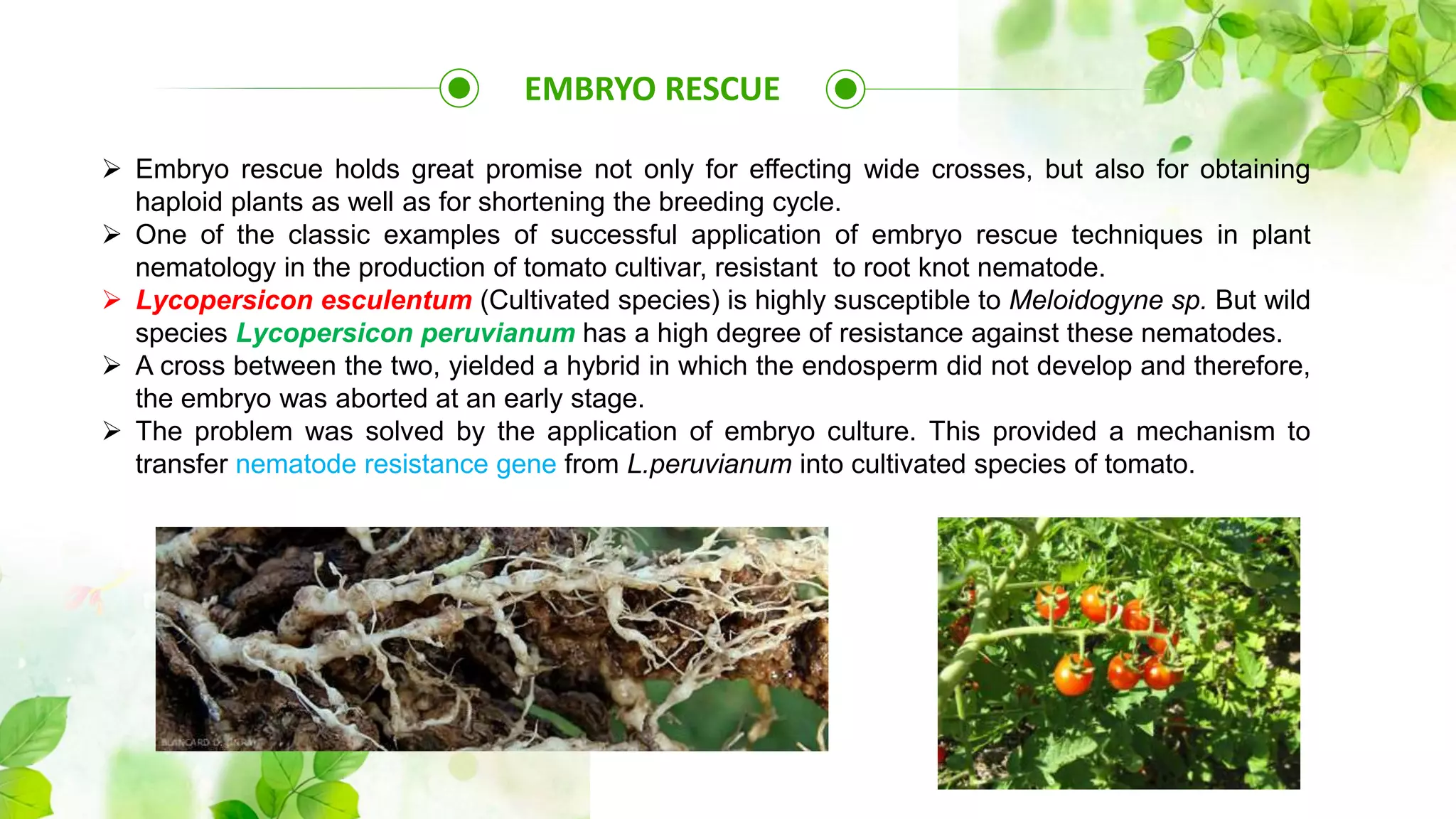 Seed & Embryo culture.pptx