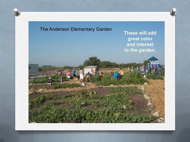 Seedfolks presentation | PPTX | Arts and Crafts | Hobbies & Interests