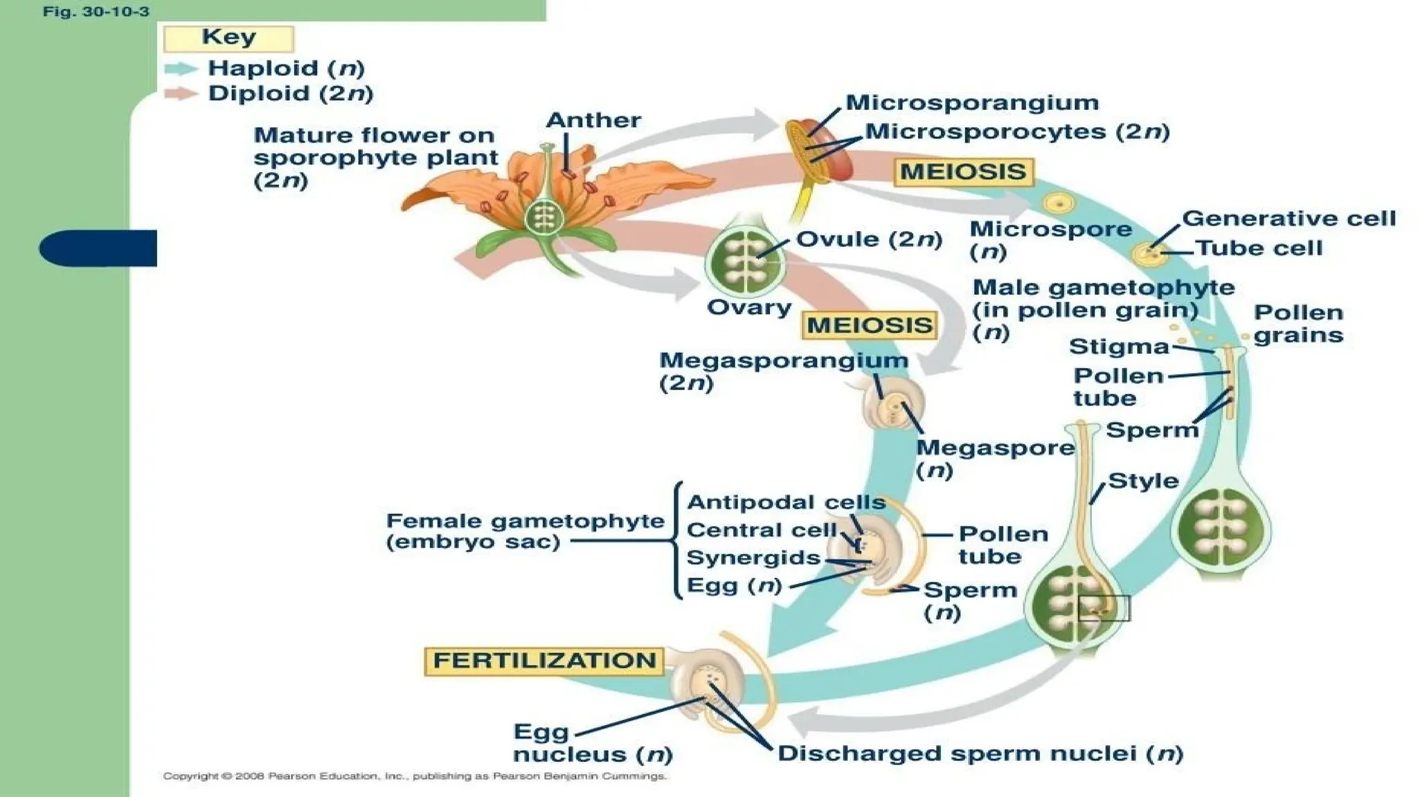 Seed formation, seed germination, seed formation | PPTX