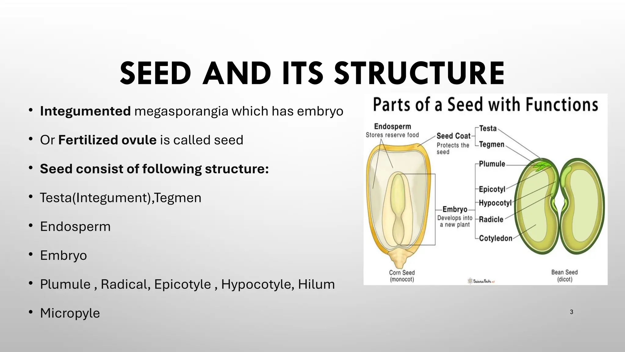 Seed formation, seed germination, seed formation | PPTX