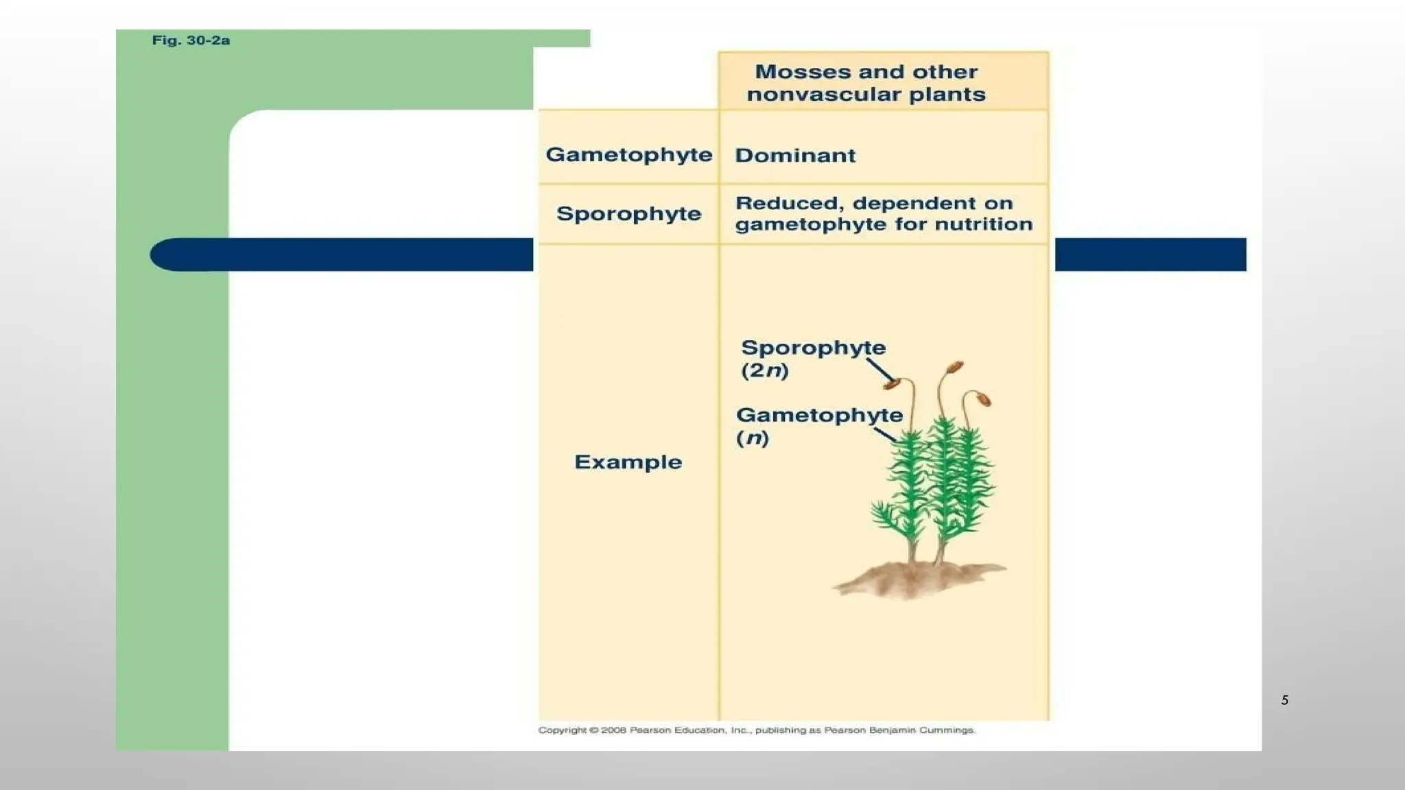 Seed formation, seed germination, seed formation | PPTX