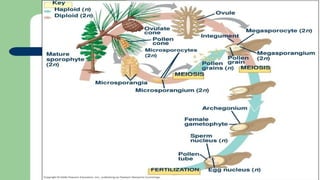 Seed formation, seed germination, seed formation | PPTX | Gardening ...