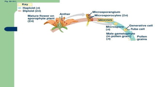 Seed formation, seed germination, seed formation | PPTX