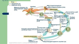 Seed formation, seed germination, seed formation | PPTX