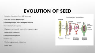 Seed formation, seed germination, seed formation | PPTX | Gardening ...