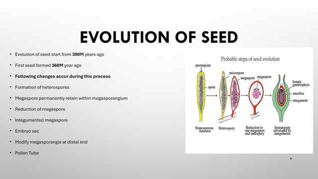 Seed formation, seed germination, seed formation | PPT