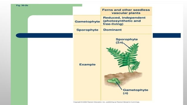 Seed formation, seed germination, seed formation | PPT