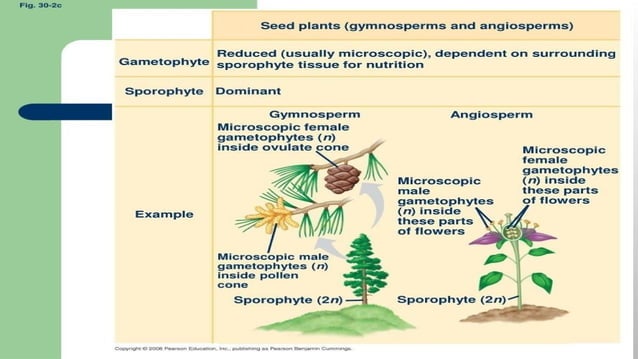 Seed formation, seed germination, seed formation | PPT