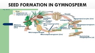 Seed formation, seed germination, seed formation | PPTX | Gardening ...