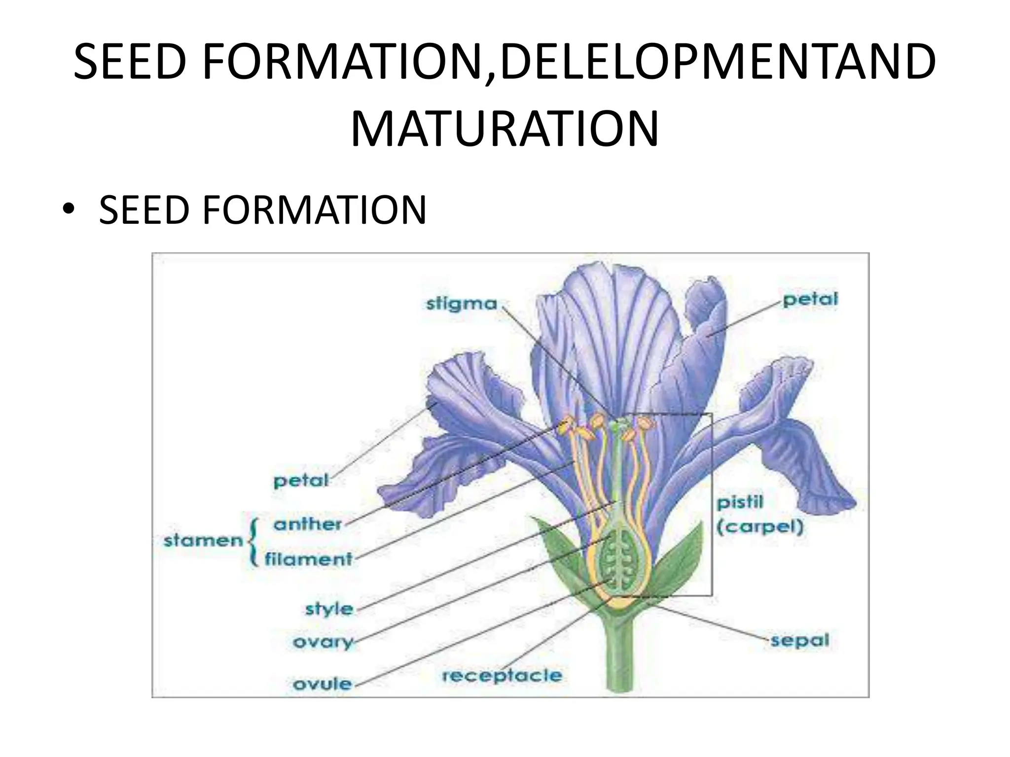 seed formation and maturation process.pptx