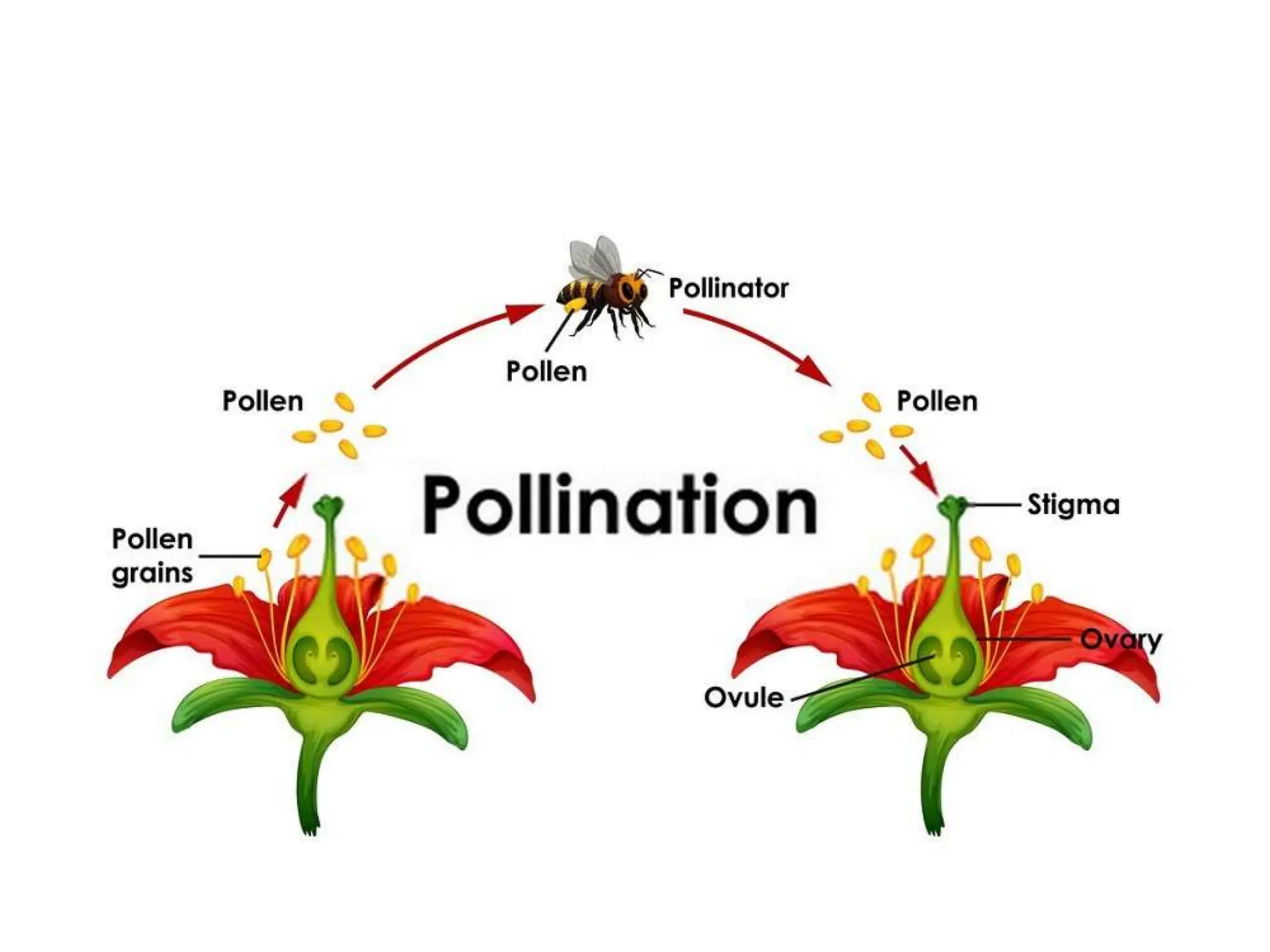 seed formation and maturation process.pptx