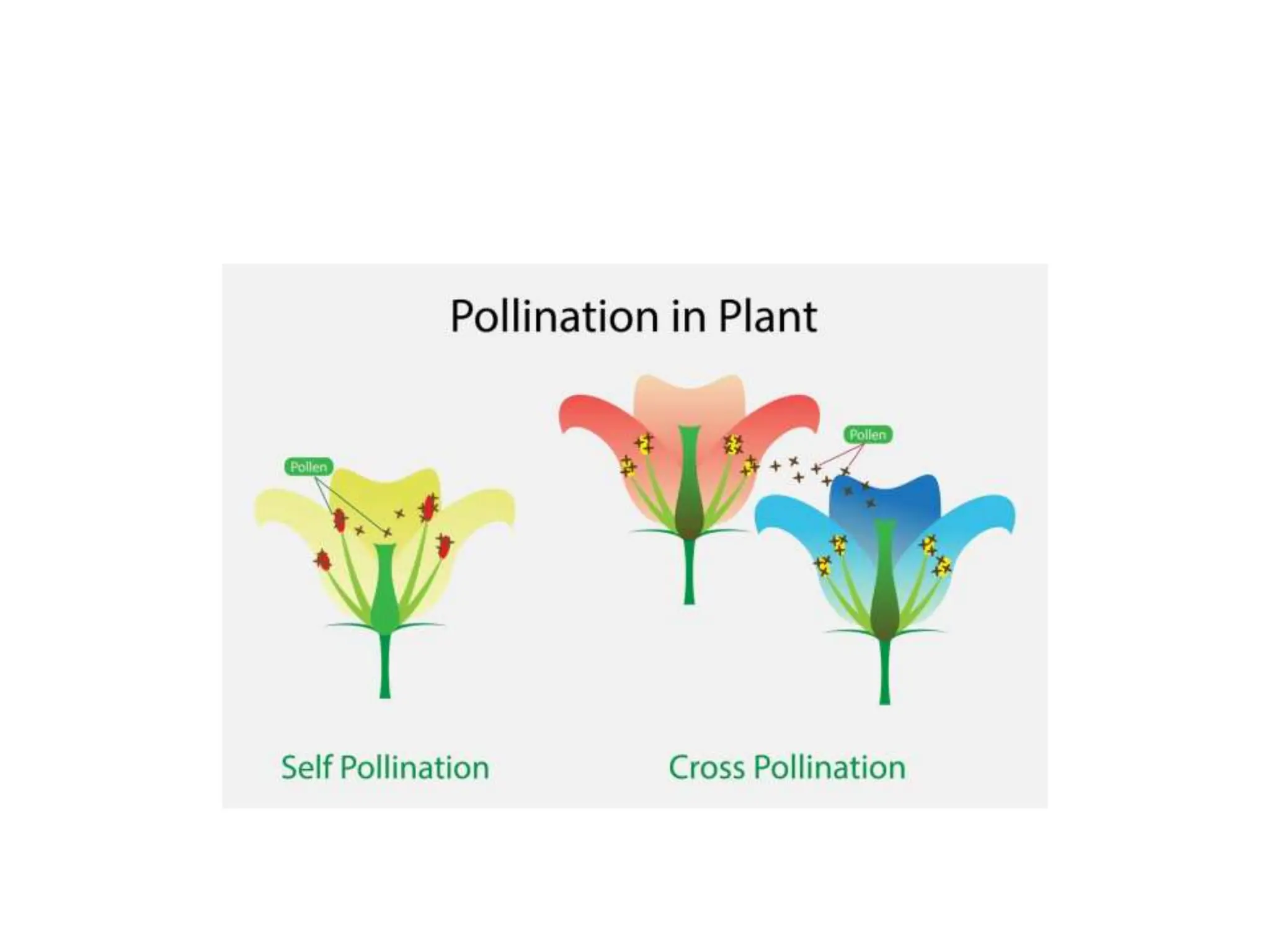seed formation and maturation process.pptx