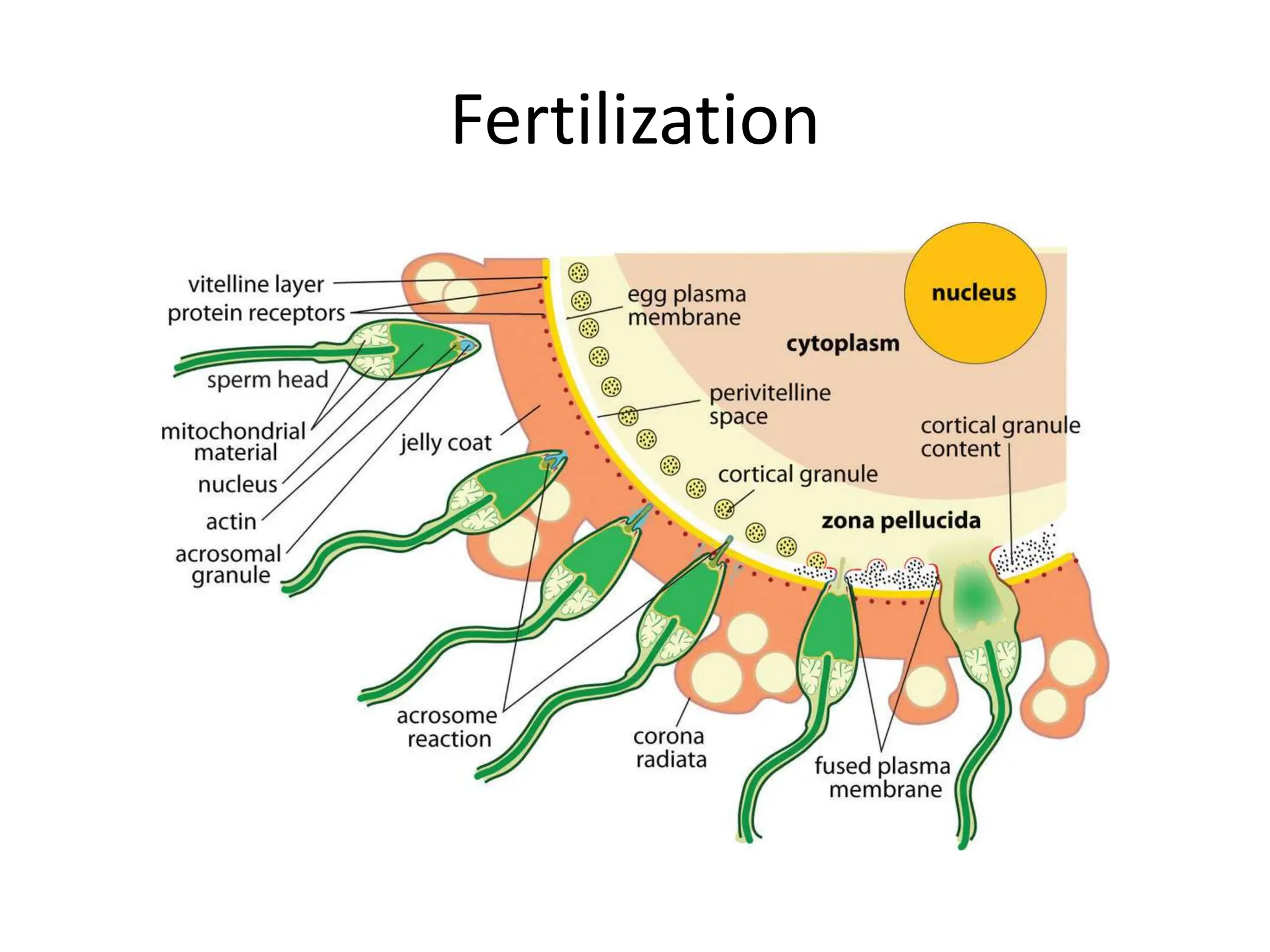 seed formation and maturation process.pptx