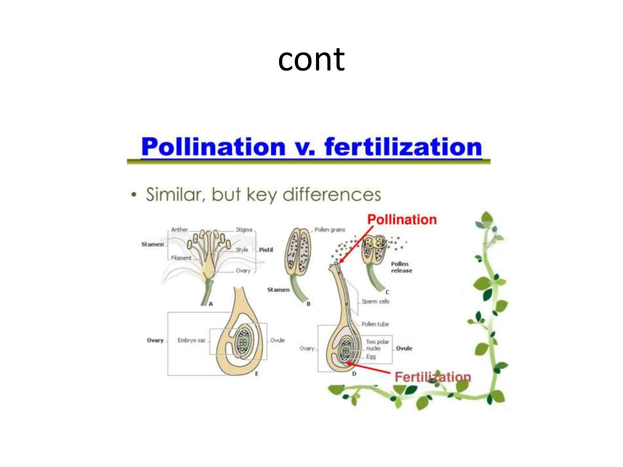 seed formation and maturation process.pptx