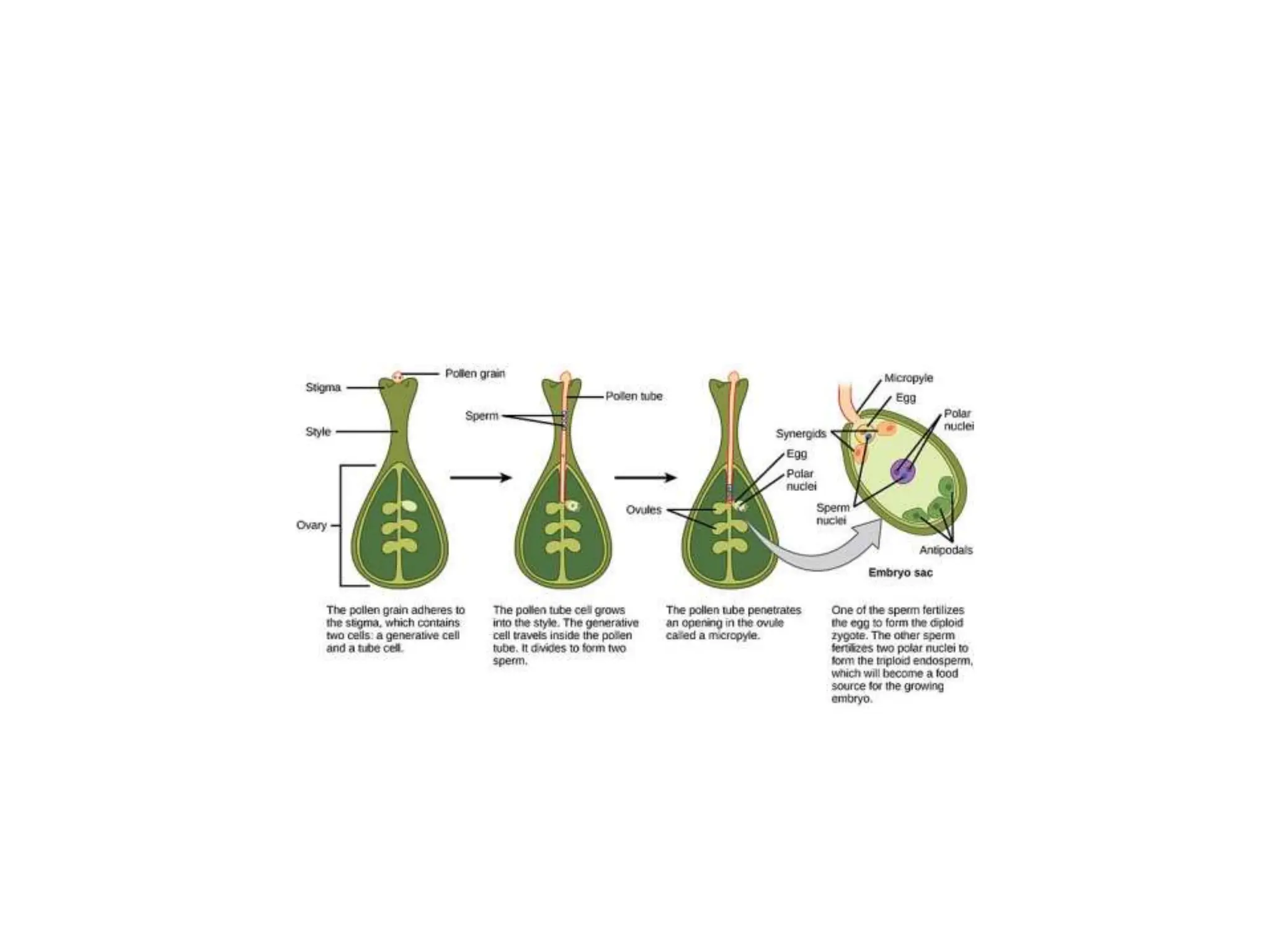 seed formation and maturation process.pptx