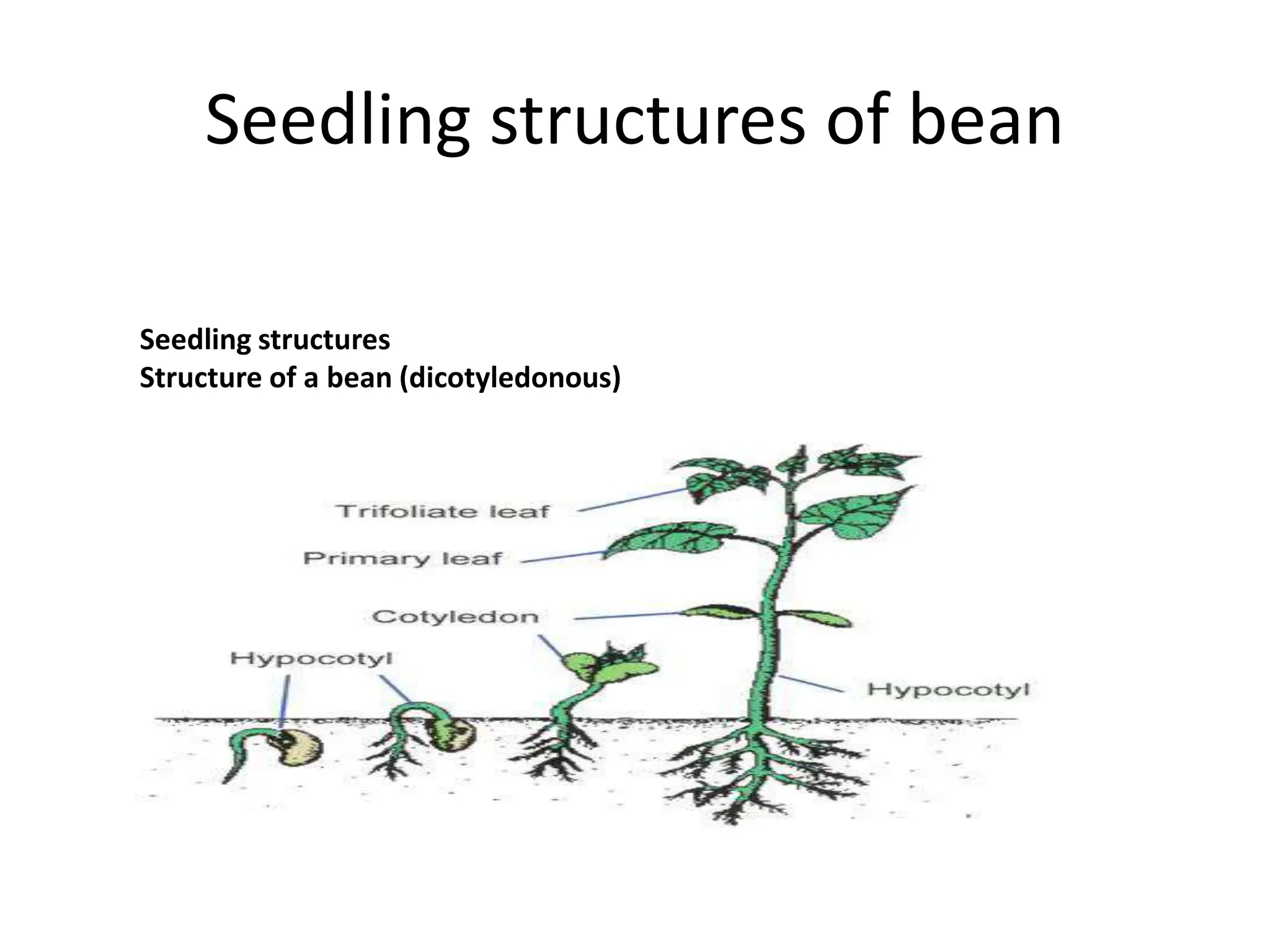 seed formation and maturation process.pptx