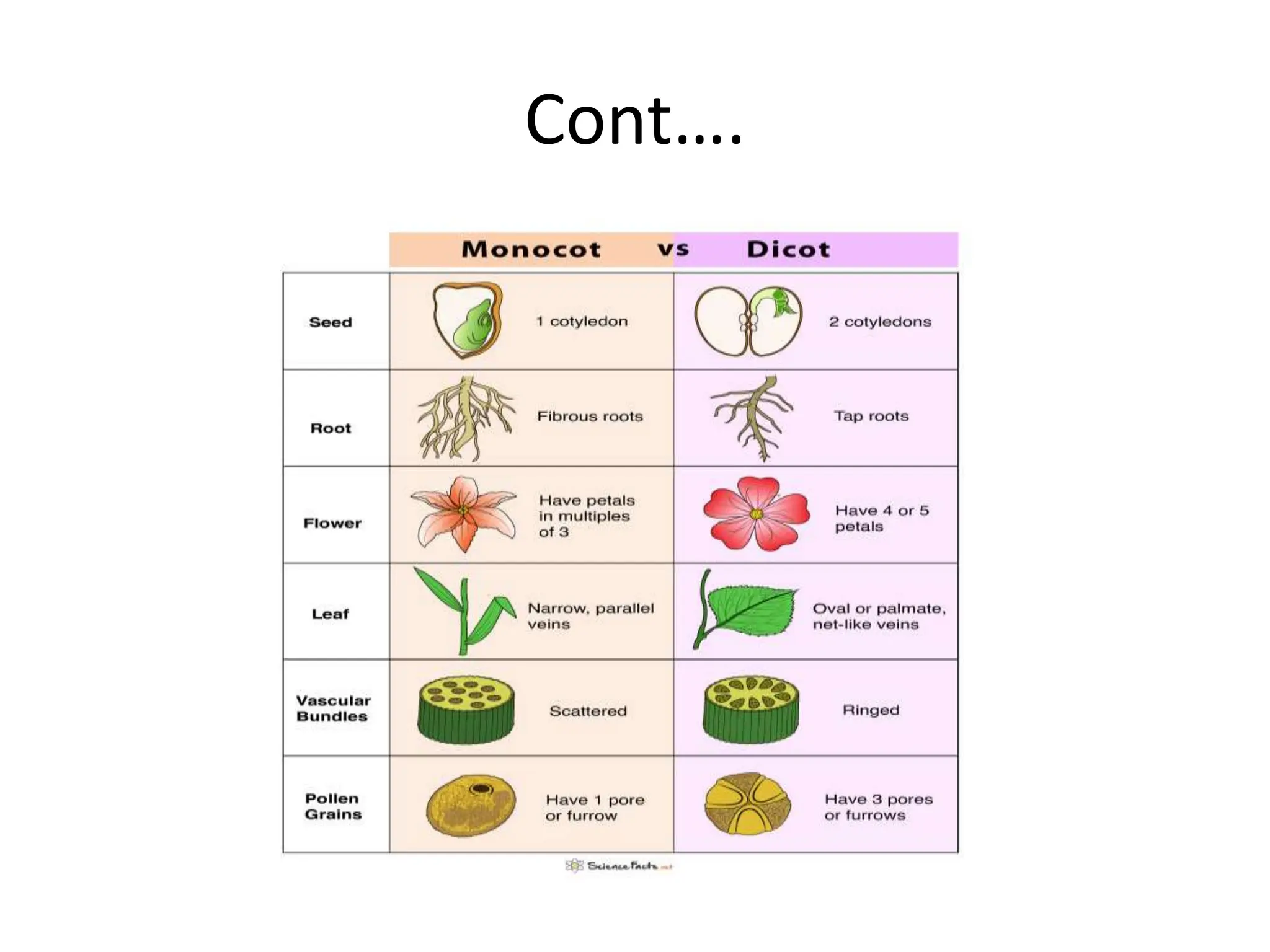 seed formation and maturation process.pptx