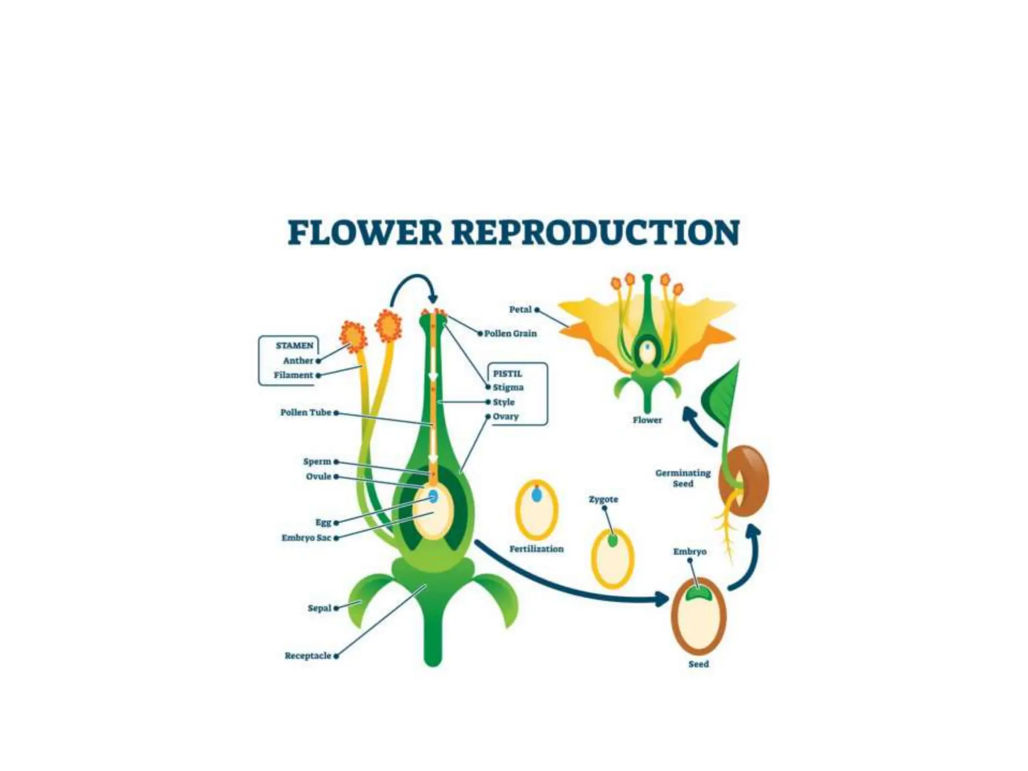 seed formation and maturation process.pptx