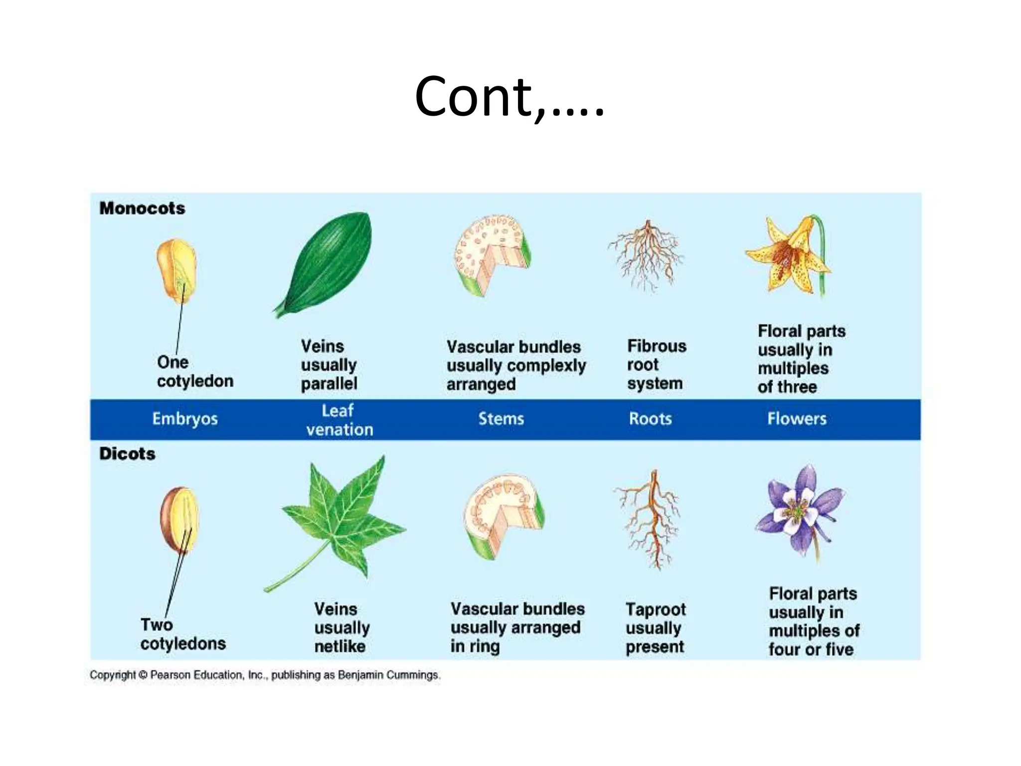seed formation and maturation process.pptx
