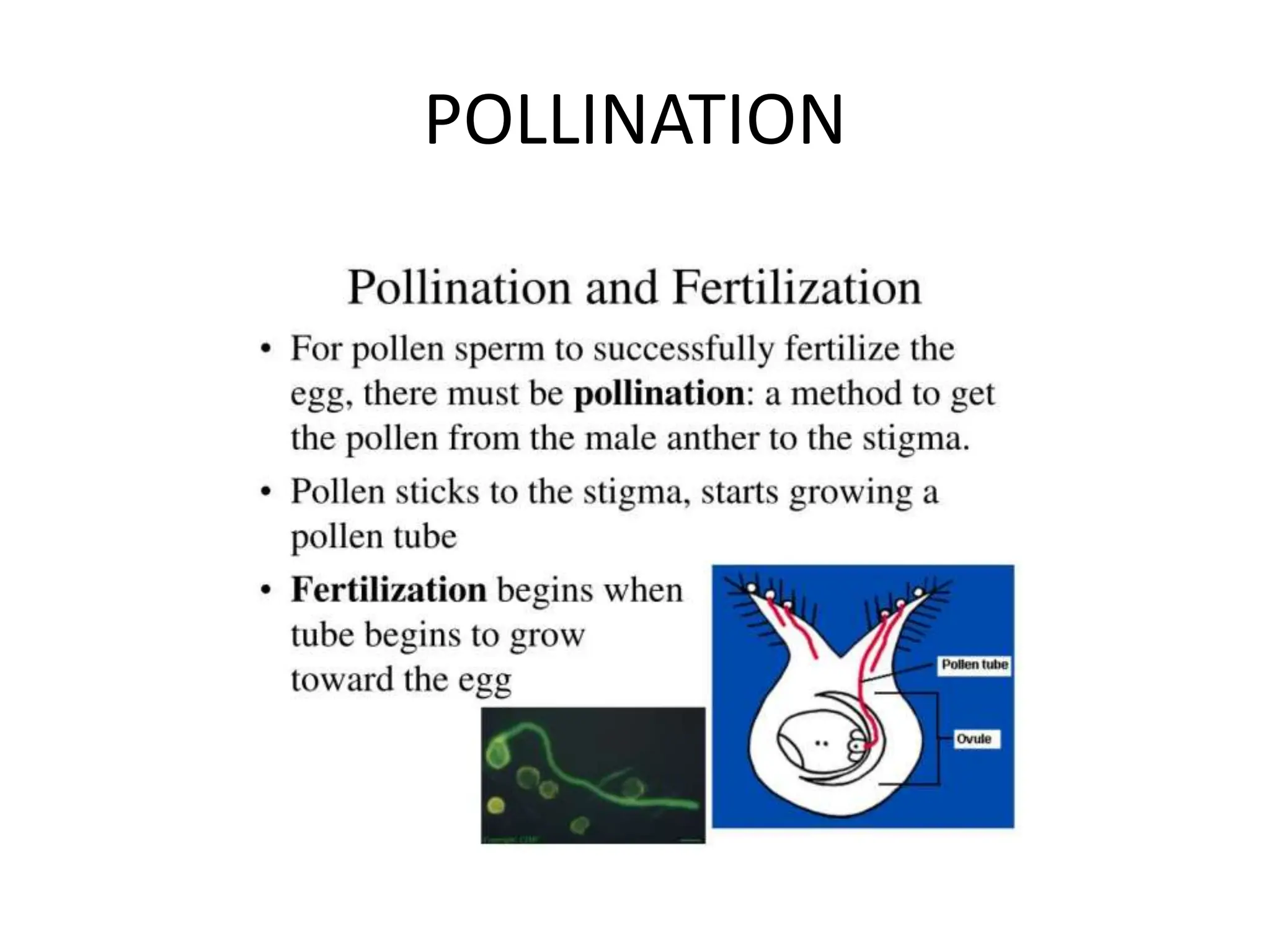 seed formation and maturation process.pptx