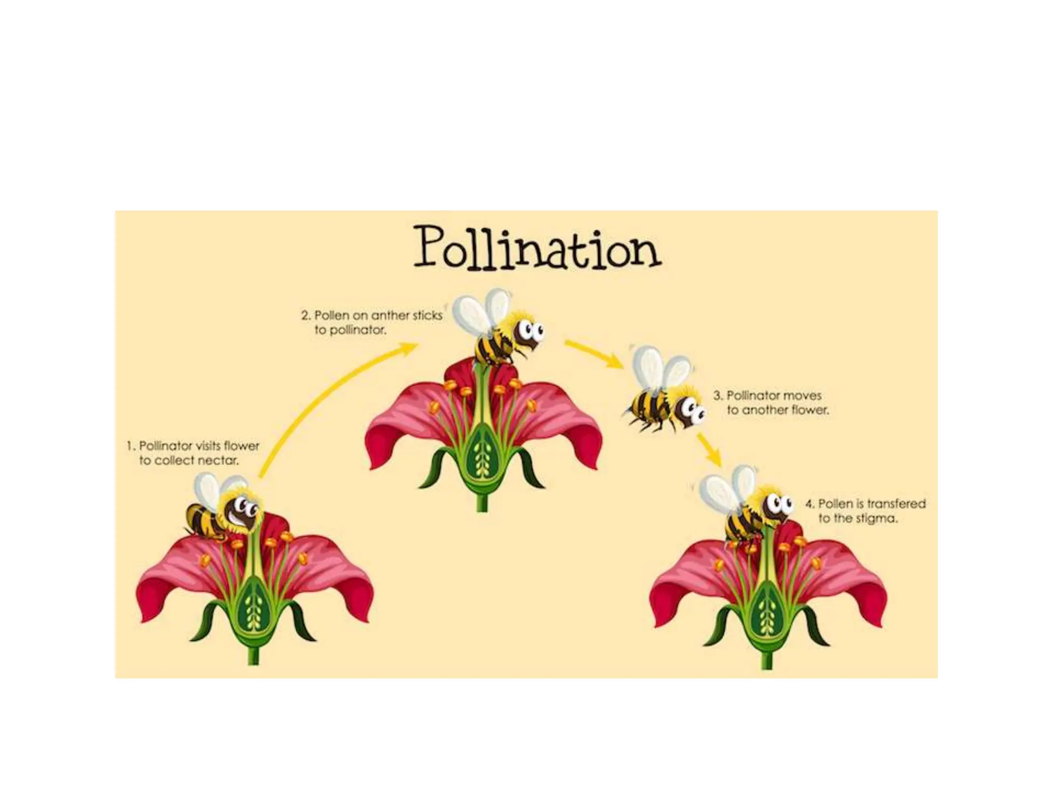 seed formation and maturation process.pptx