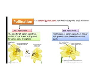 seed formation and maturation process.pptx