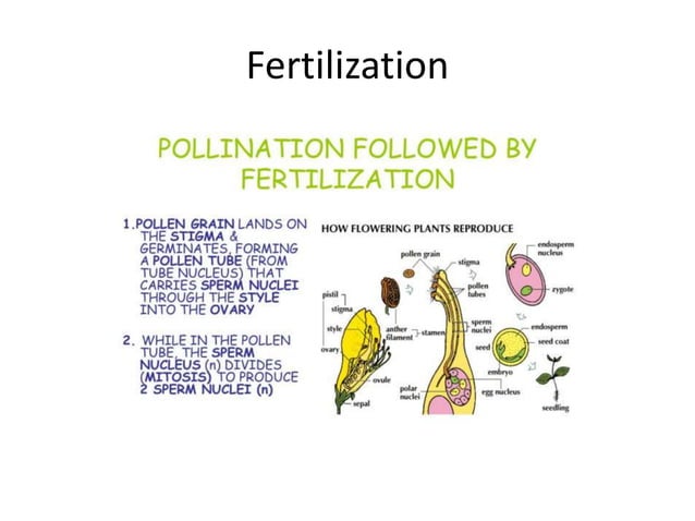 seed formation and maturation process.pptx