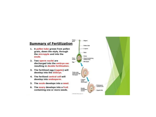 seed formation and maturation process.pptx