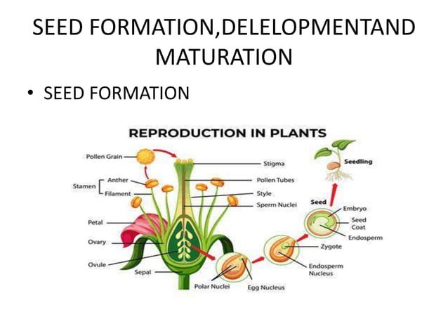 seed formation and maturation process.pptx
