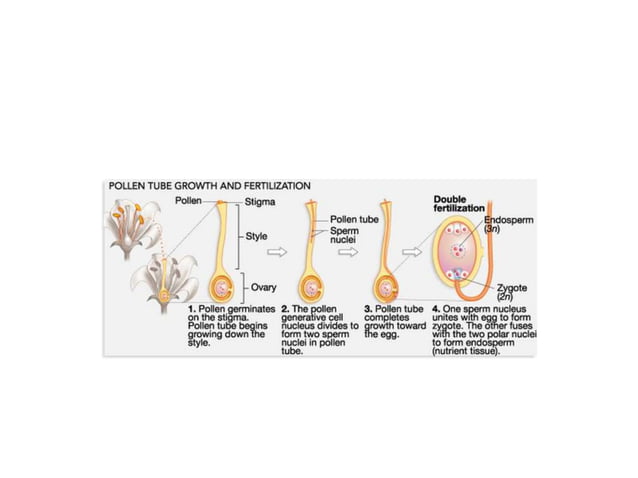seed formation and maturation process.pptx