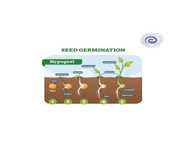 seed formation and maturation process.pptx