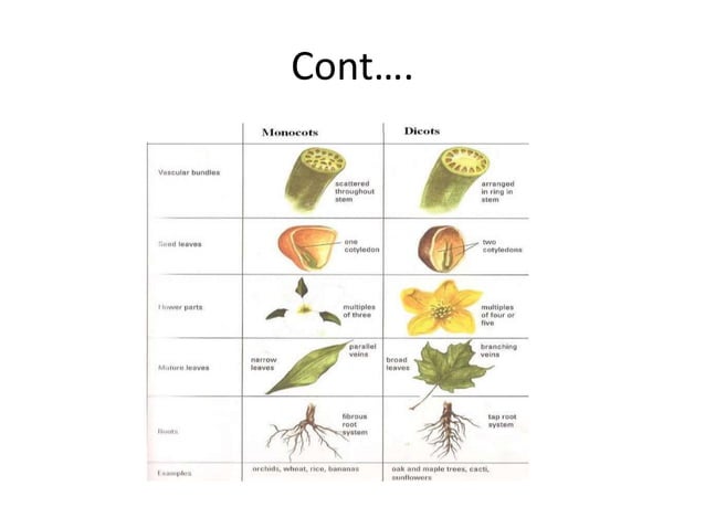 seed formation and maturation process.pptx