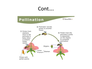 seed formation and maturation process.pptx