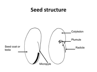 Seed germination | PPTX