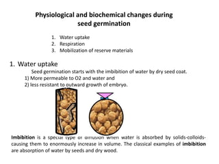 Seed germination | PPTX