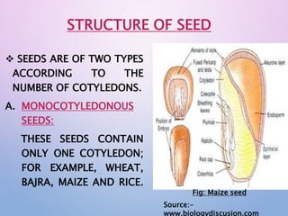 Seed Germination.pptx