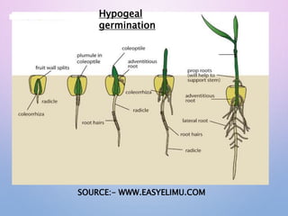 Hypogeal Germination In Maize