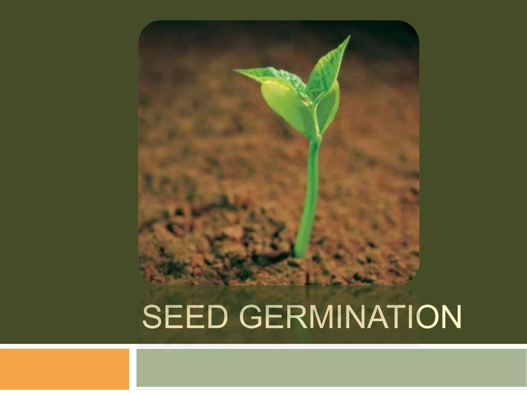 Seed Germination.pptx