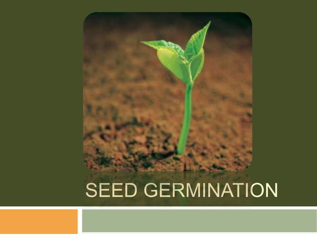 Seed Germination.pptx