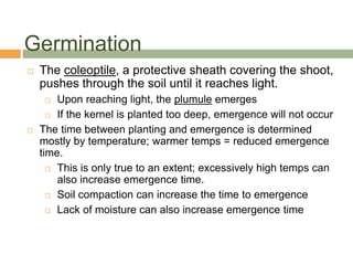 Seed Germination.pptx