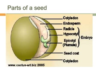 Seed Germination.pptx