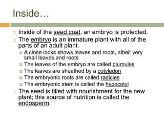 Seed Germination.pptx