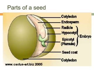 Seed Germination.pptx