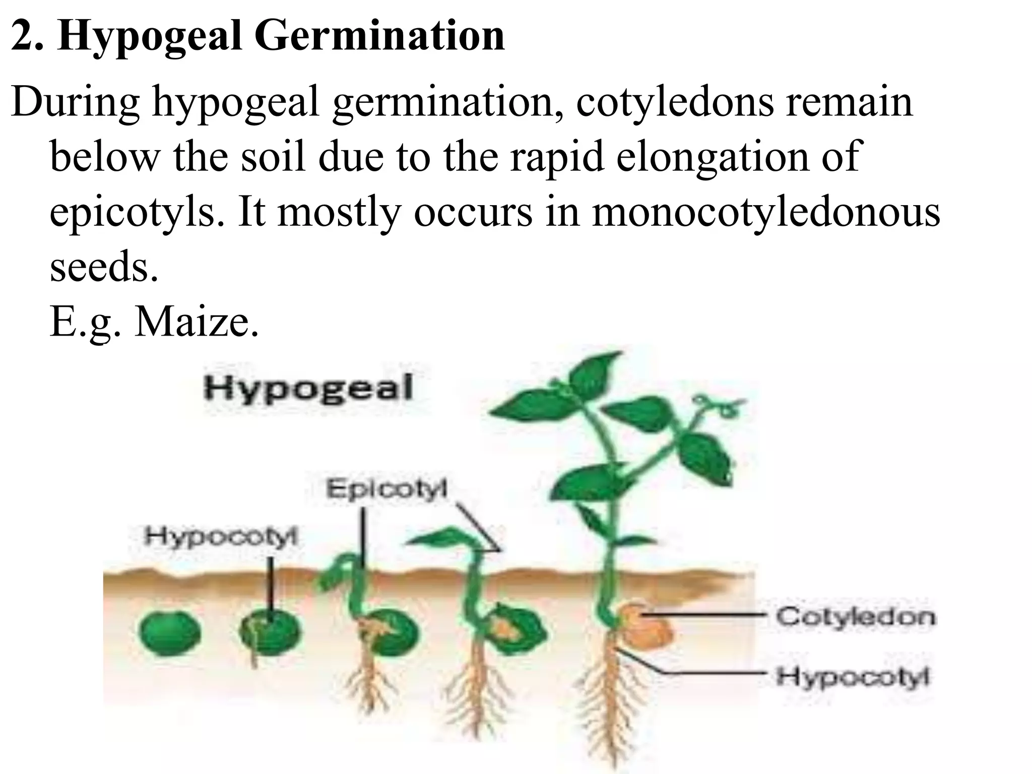 Seed germination.pptx