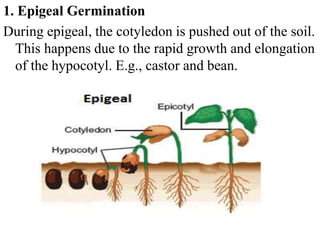 Seed germination.pptx