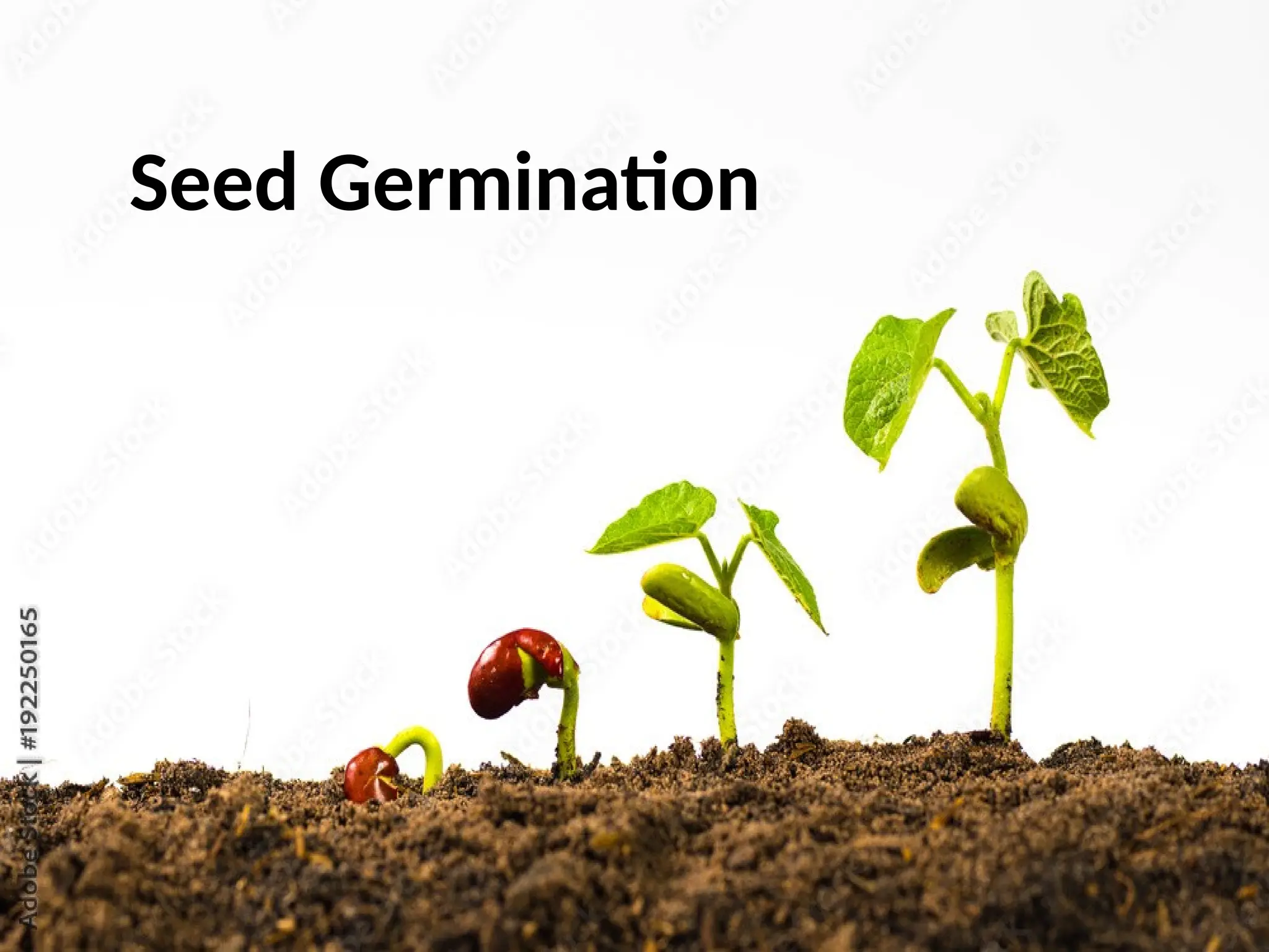 SEED GERMINATION hypocotyl epicotyl germination and it's importance | PPTX