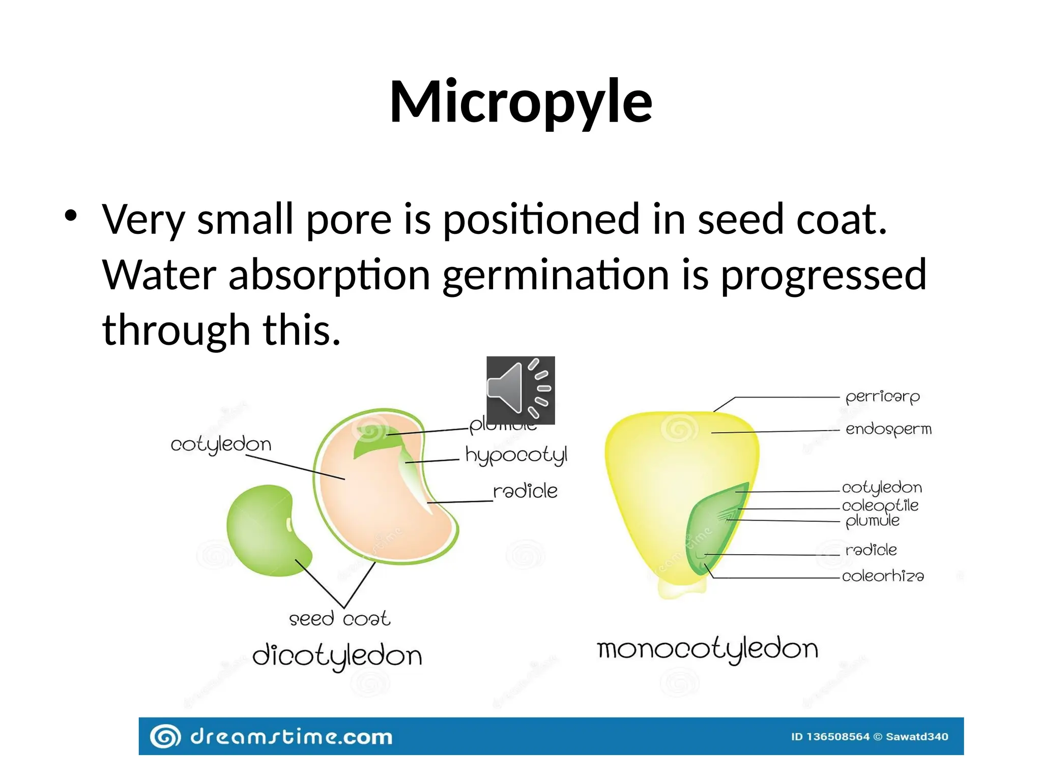 SEED GERMINATION hypocotyl epicotyl germination and it's importance | PPTX