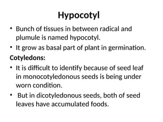 SEED GERMINATION hypocotyl epicotyl germination and it's importance | PPTX