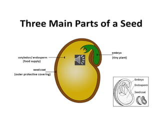 SEED GERMINATION hypocotyl epicotyl germination and it's importance | PPTX