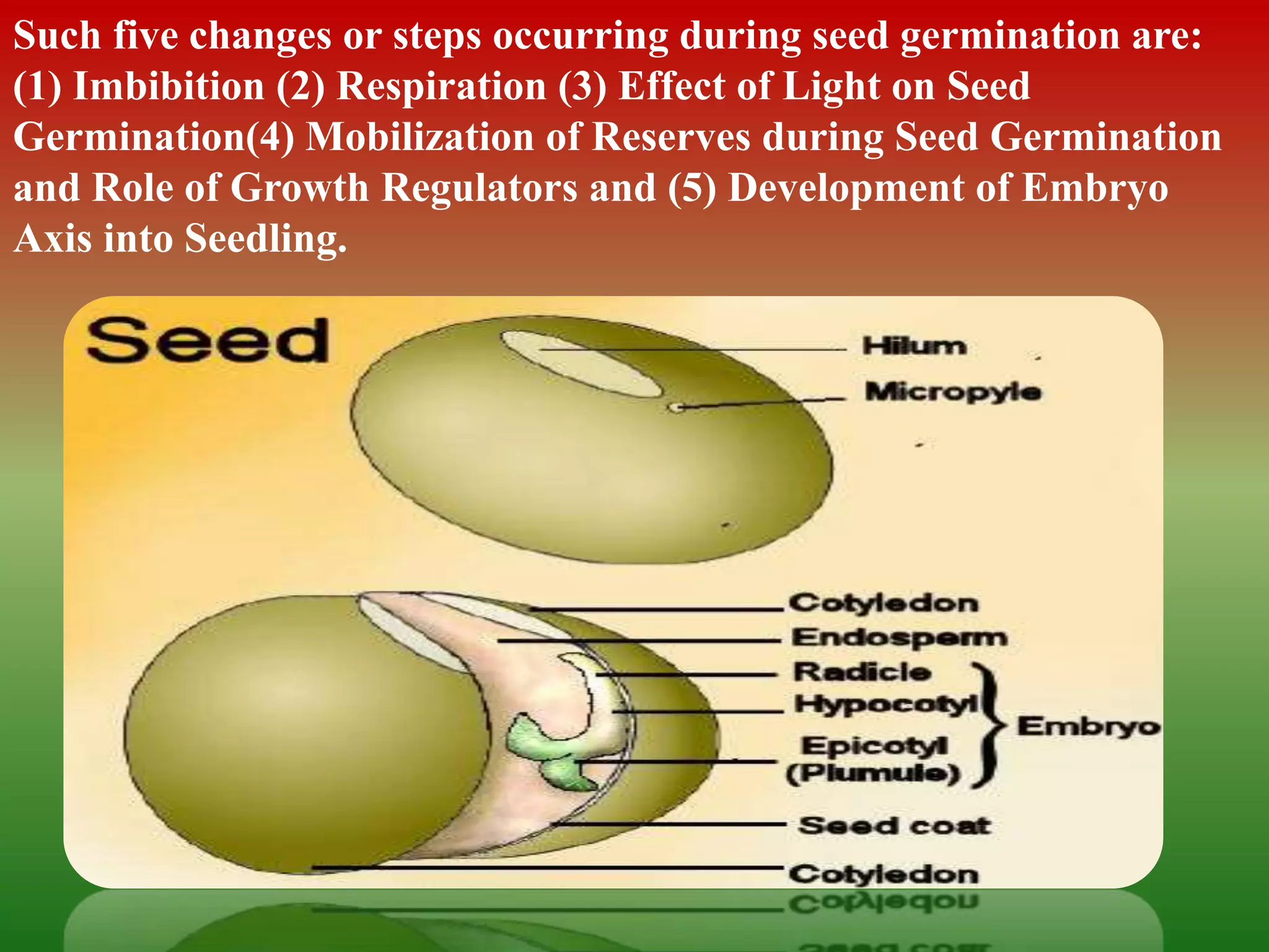 SEED GERMINATION- CLASS-V ENVIRONMENTAL STUDIES | PPTX